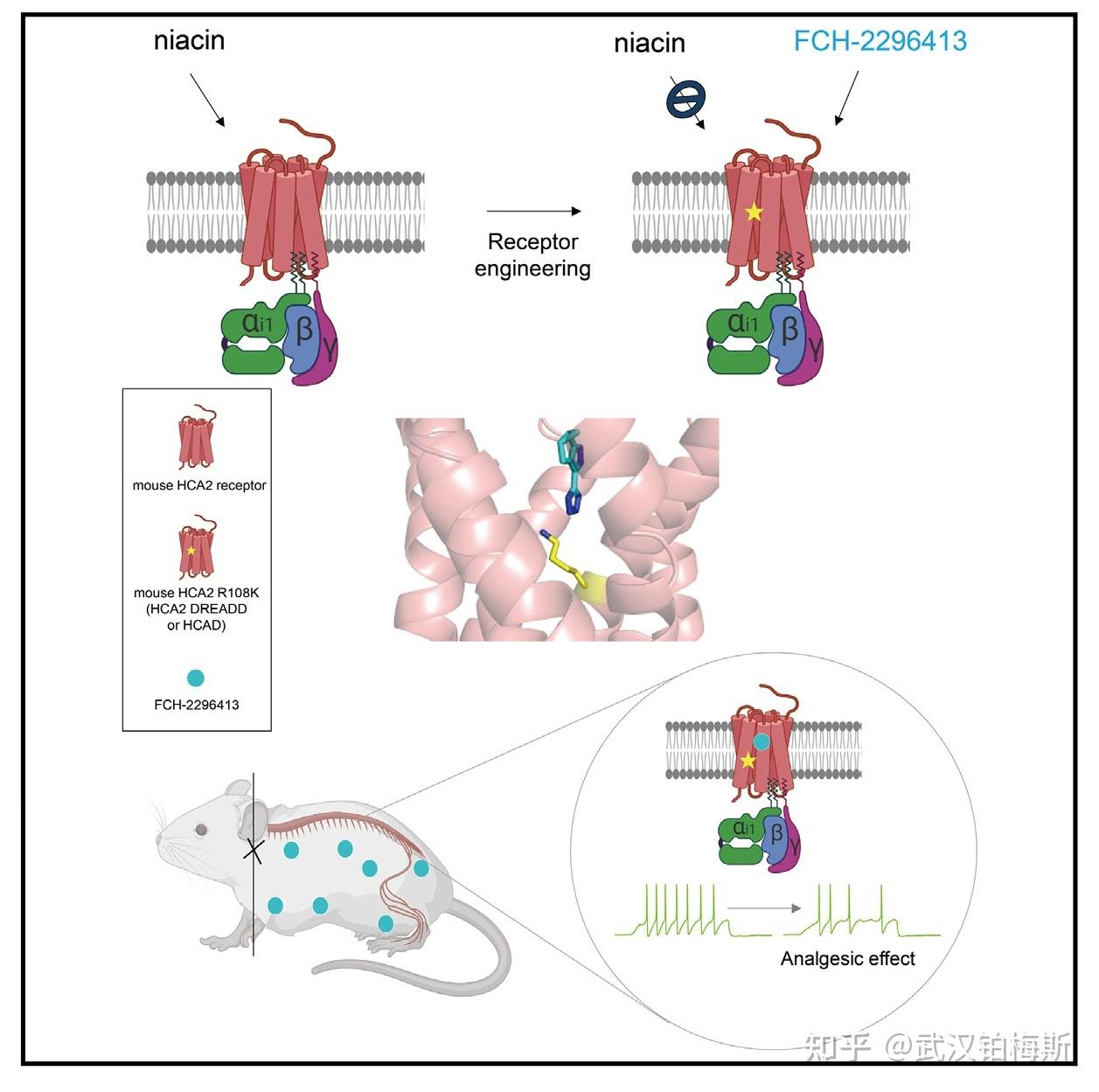 Cell|DRG细胞膜片钳|外周化学遗传|HCAD系统|Bryan L. Roth团队实现精准控制疼痛 - 知乎