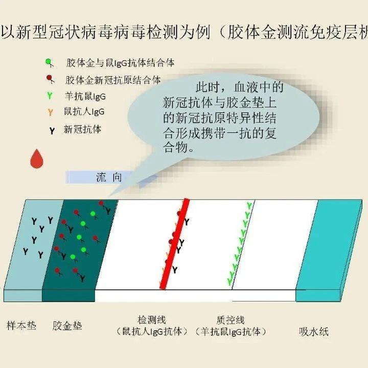 PPT | 免疫层析技术 - 知乎