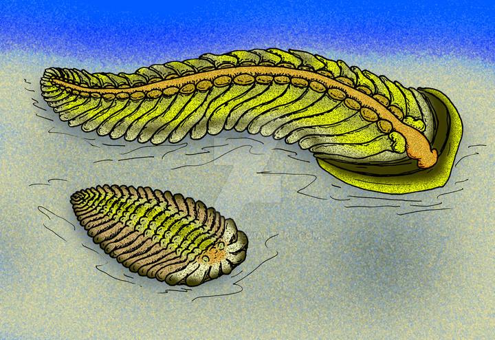 第八十九章 埃迪卡拉（5） - 知乎