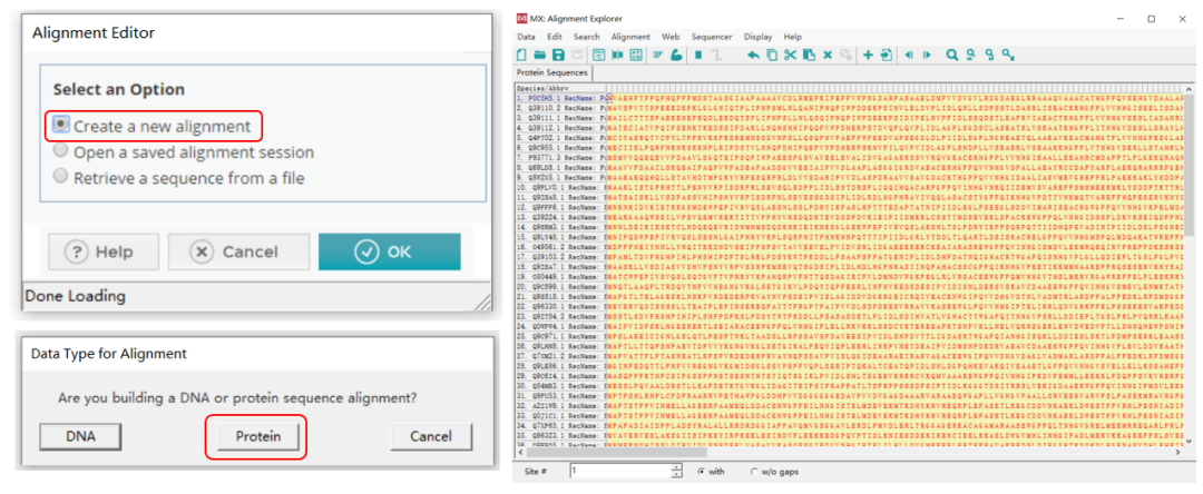 常用生物学软件的安装与应用（四）—MEGA - 知乎