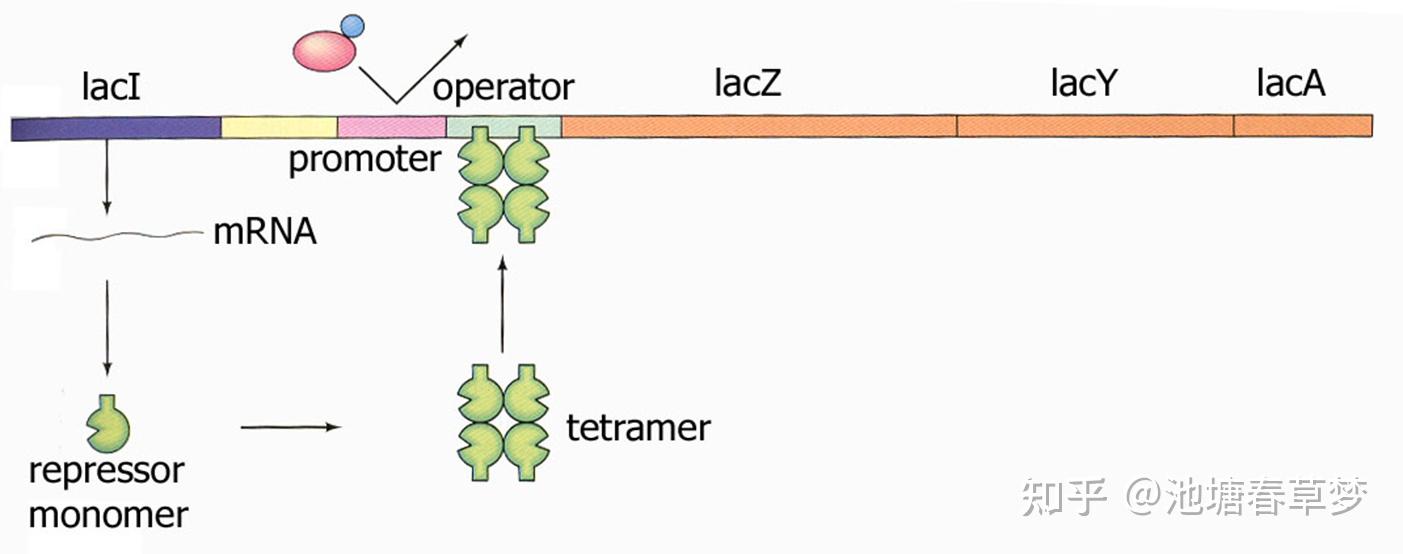 深入浅出原核基因表达调控（乳糖操纵子、色氨酸操纵子） - 知乎