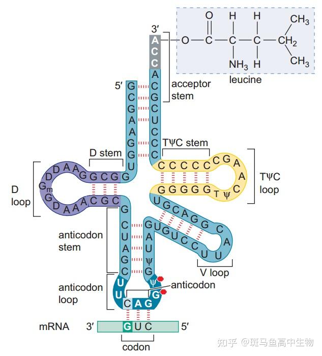 转运RNA分子中氨基酸的结合部位的序列为什么是CCA-3’？ - 知乎