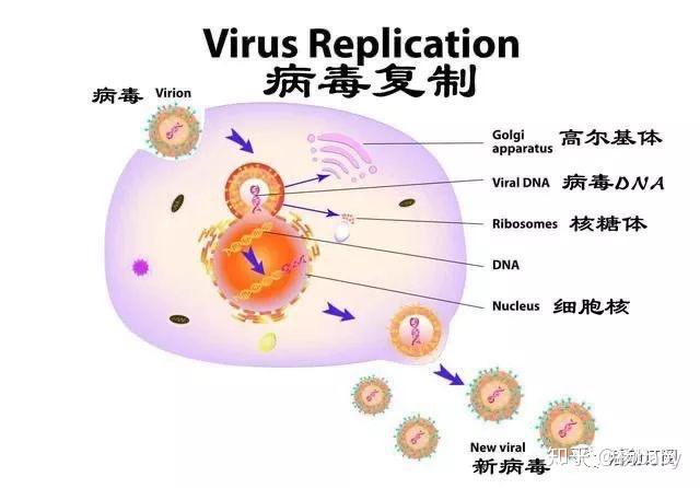 为什么病毒的组装是在细胞核里，病毒的DNA或RNA是如何增殖的？ - 知乎