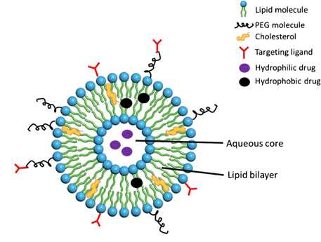 Cyclodextrin-PEG-DPG、DSG、DMG，环糊精CD修饰PG脂质体 - 知乎