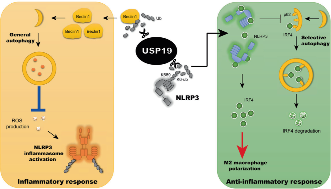 USP19通过自噬调控NLRP3功能抑制炎症并促进M2型巨噬细胞极化 - 知乎