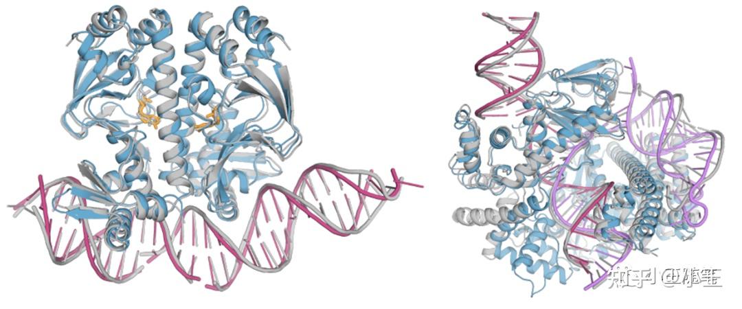 DeepMind 发布新一代 AlphaFold，覆盖范围、准确率提升，应用潜力又有了哪些拓展？ - 知乎