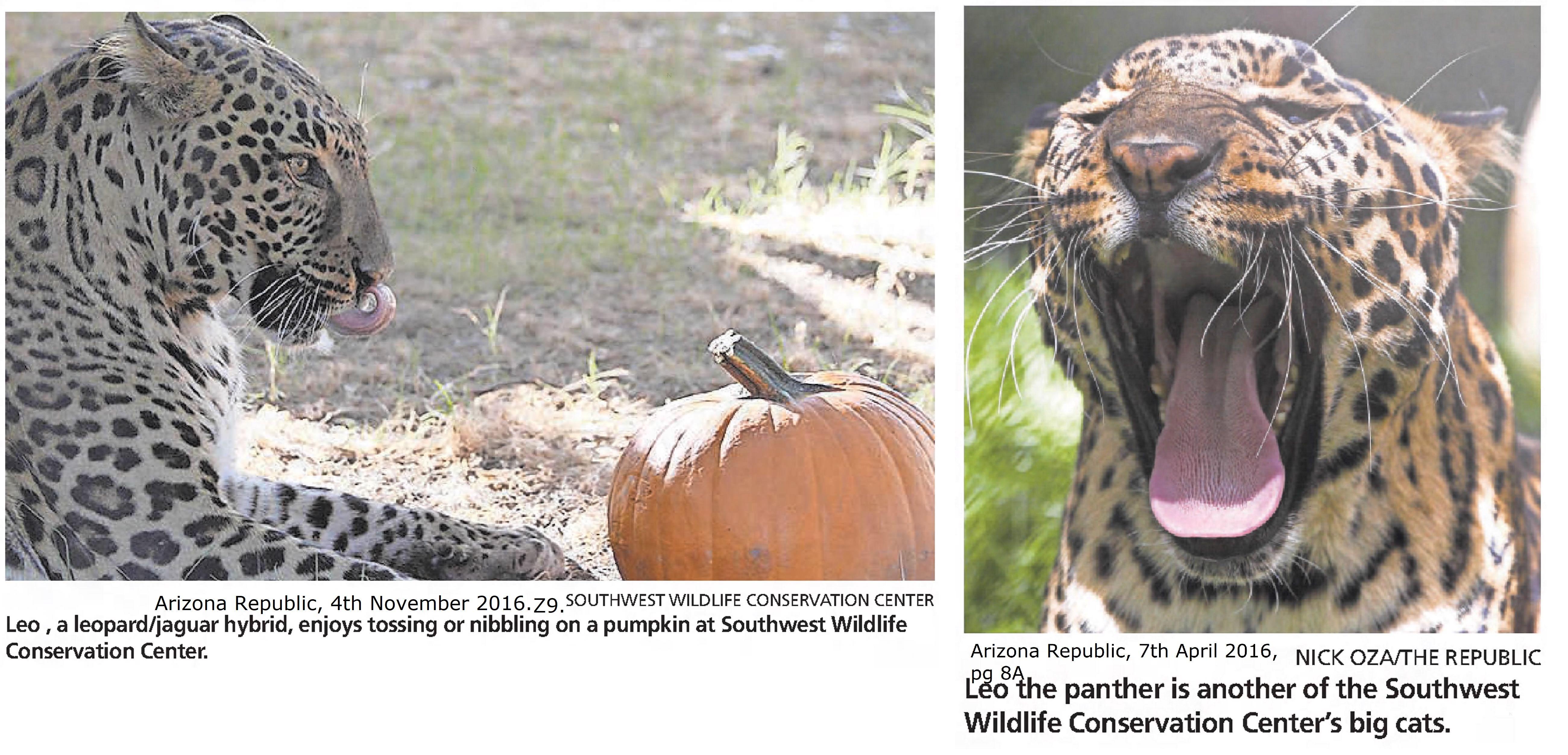 为什么《哪吒2》里面申小豹明显是花豹，而他的父亲和大哥都是黑豹? - 知乎