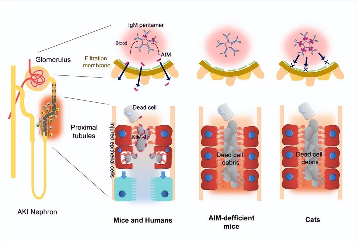 能让猫咪寿命翻倍的神药「AIM」？真有那么神吗？ - 知乎