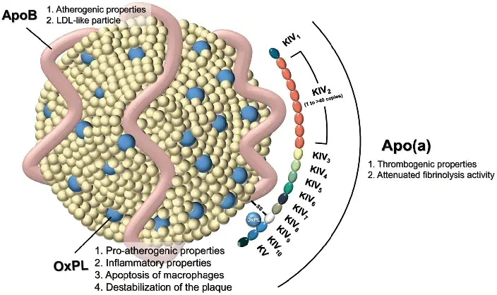 小核酸药物临床前动物模型的选择和应用 - 知乎