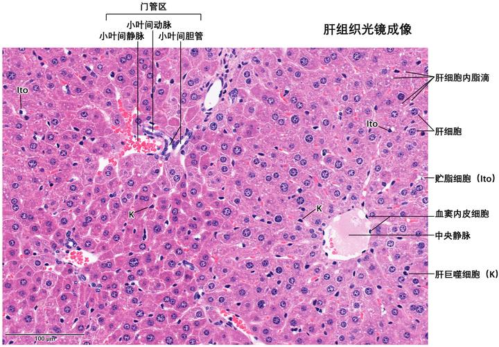 肝脏组织结构I——正常肝组织的光学显微镜观察 - 知乎