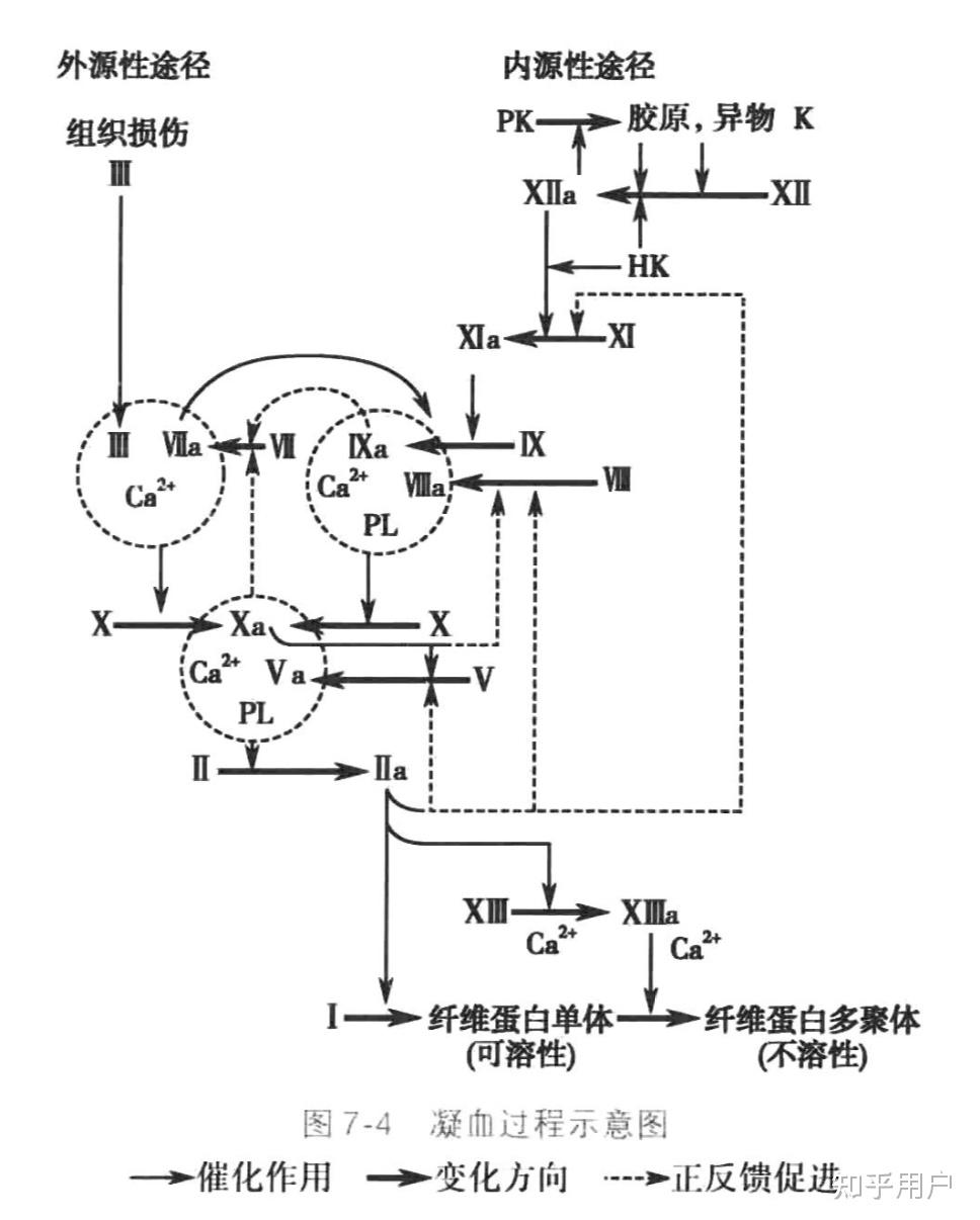 为什么21号染色体多一条会触发智障等疾病?它本身携带的是与什么相关的疾病? 知乎
