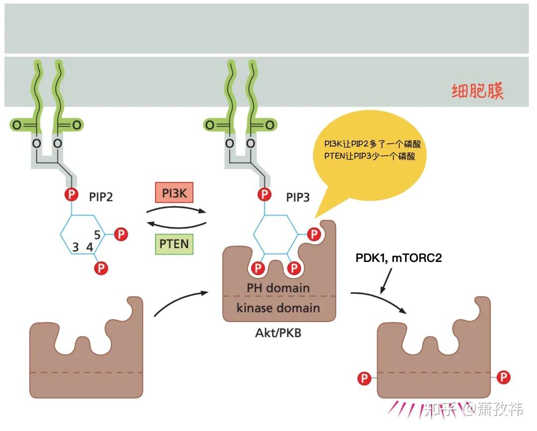 多面手：AKT - 知乎