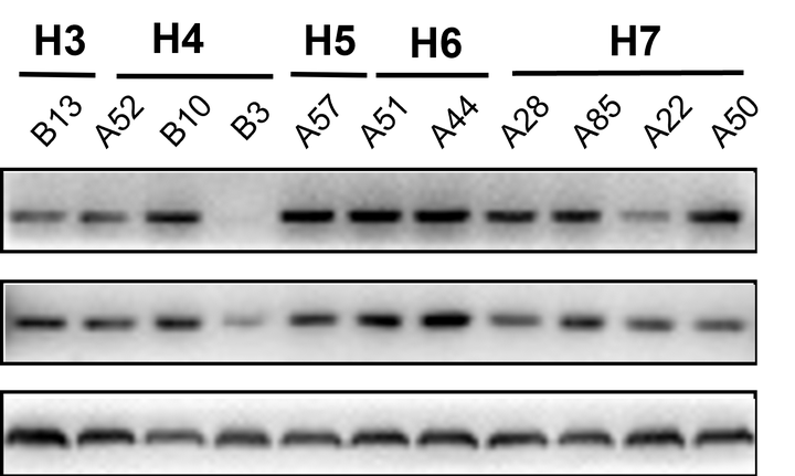 WB实验流程 - 知乎