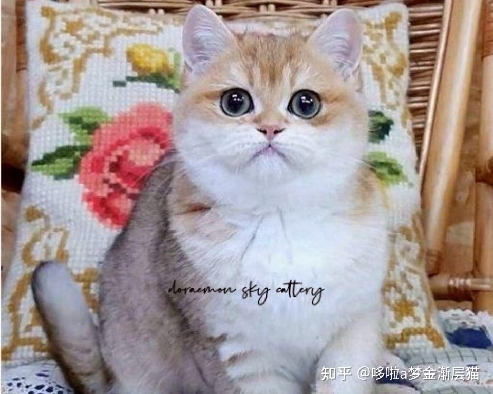 新手如何鉴别金渐层色号NY25、NY11、NY12的区别? - 知乎