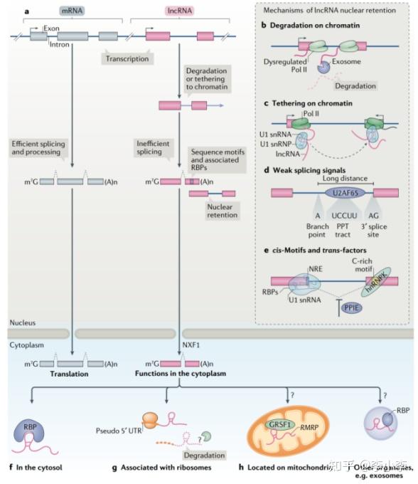 LncRNA研究必读综述--LncRNA与基因调控及其生物学功能 - 知乎