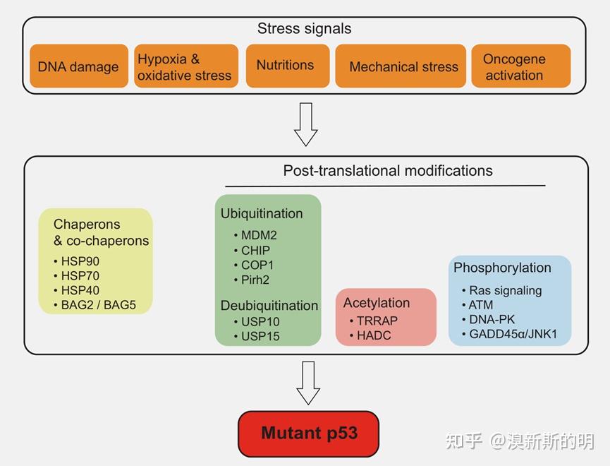 p53功能获得突变与癌症进展和治疗 - 知乎