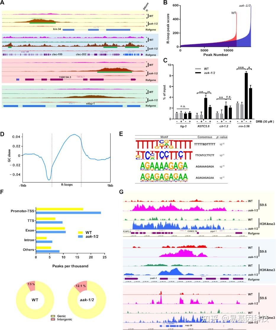 NAR：ChIP-seq+DRIP-seq揭示AMPK通过调控H3K4me3沉积和R-loop形成以维持基因组稳定性和生殖细胞完整性 - 知乎
