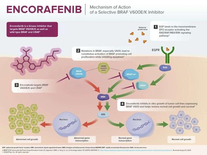 全面了解精准靶向BRAF V600E/K突变黑色素瘤、结直肠癌用药康奈非尼（Encorafenib，恩考芬尼）的常见问答梳理! - 知乎