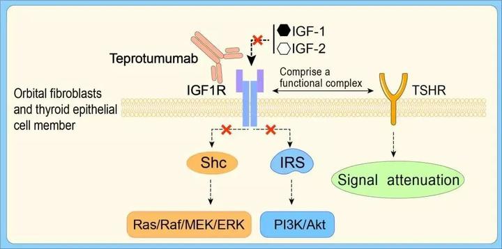 智慧芽PharmSnap | 罗氏又失误？错过了首个IL-31单抗——第三个AD生物药 - 知乎