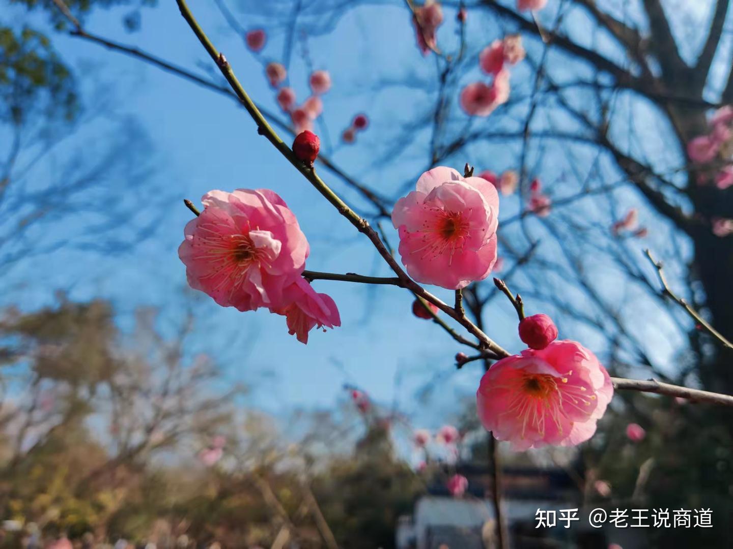 家族传承：范仲淹家族是如何做家族传承？ - 知乎