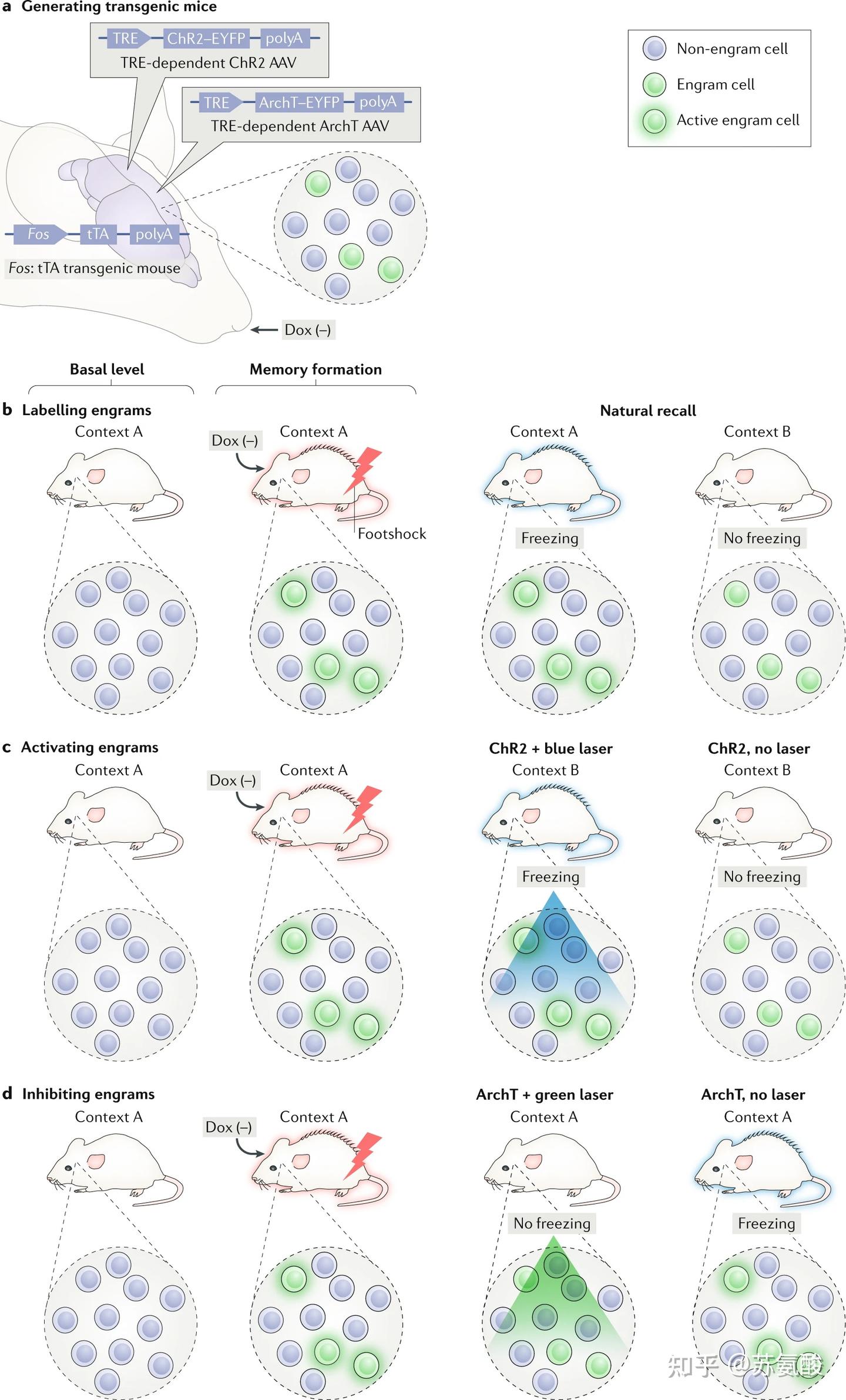 神经科学论文推荐(2)-全是memory - 知乎