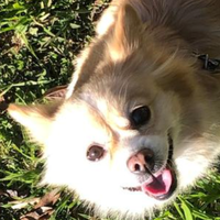 生成模型：扩散模型（DDPM, DDIM, 条件生成） - 知乎