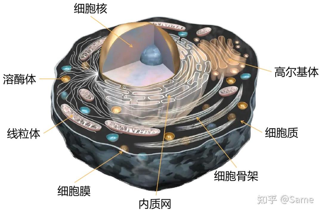 DRAQ5 & DRAQ7细胞核染料 - 知乎