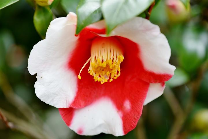 日本椿（Tubaki)的介绍 - 知乎