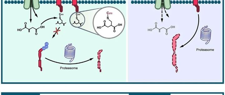 Cell Metabolism丨衣康酸转运蛋白SLC13A3通过烷基化介导的PD-L1稳定作用赋予免疫疗法耐药性 - 知乎