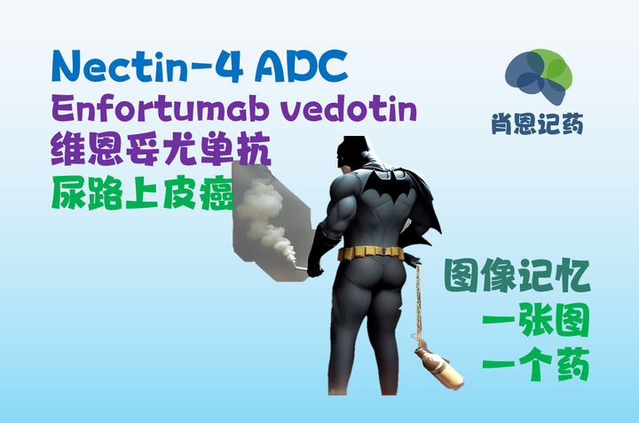 记住所有FDA生物药 | Nectin-4 ADC | Enfortumab vedotin 维恩妥尤单抗 | 尿路上皮癌 - 知乎
