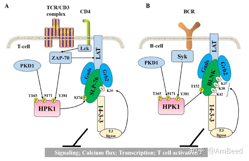 免疫治疗新突破：HPK1靶向药物的崛起 - 知乎