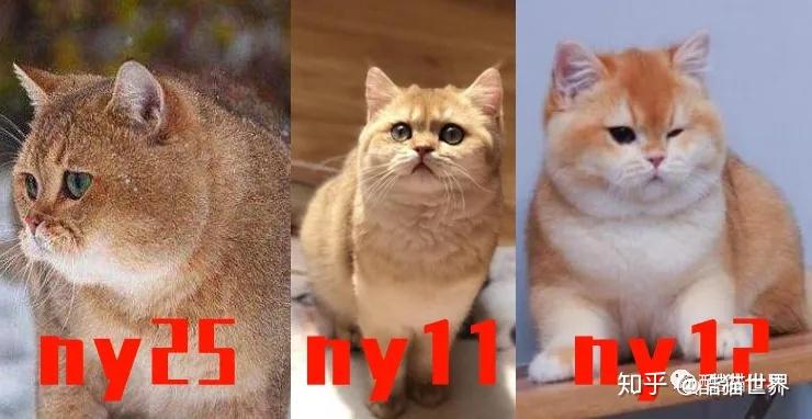 金渐层的色号ny12、ny11、ny25如何区分 - 知乎