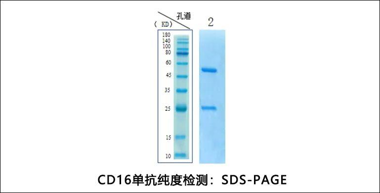 增强NK细胞ADCC的重要蛋白—CD16a - 知乎