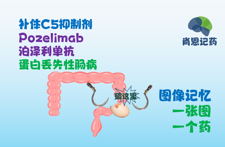 记住所有FDA生物药 | 补体C5抑制剂 | VEOPOZ® pozelimab | 蛋白丢失性肠病（CHAPLE病） - 知乎