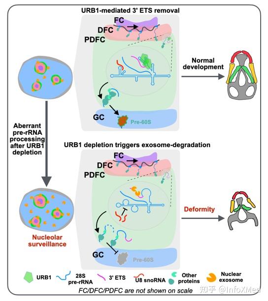Nature | 核仁的超微精细结构—非流动性蛋白URB1在核仁液-液相分离环境中的关键组织作用 - 知乎
