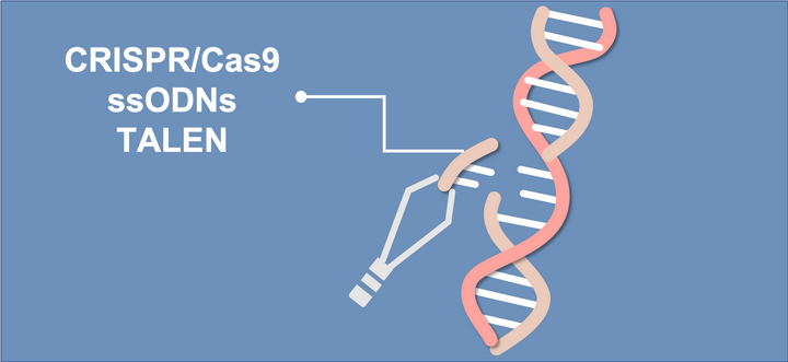 【CRISPR/Cas9】gRNA切割效率低怎么办？ - 知乎