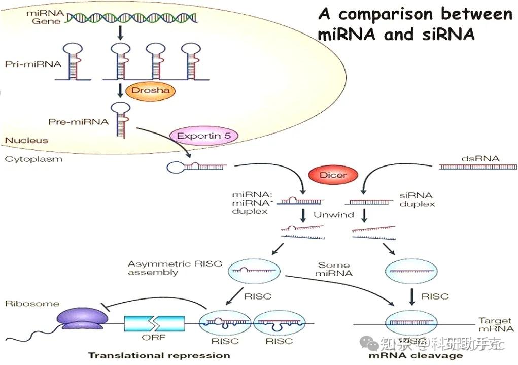miRNA、siRNA、shRNA分不清？看完你就是行家 - 知乎
