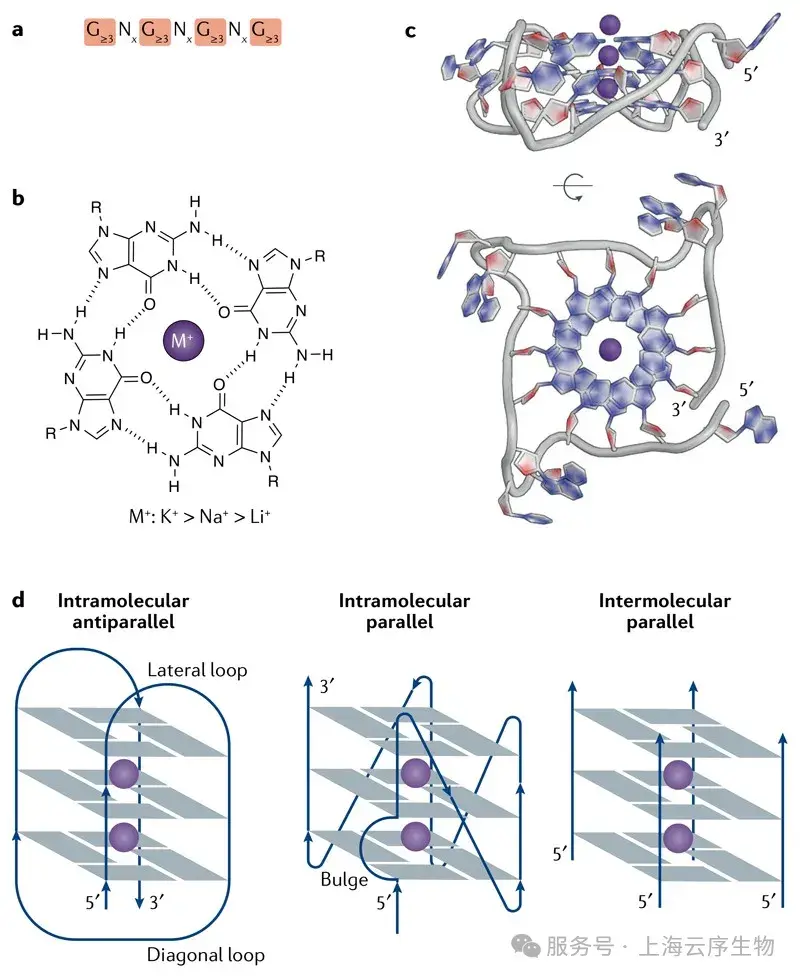 G4 ChIP-Seq - 知乎