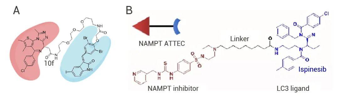 ATTEC 分子: 通过自噬降解多靶点的闪亮新星！| MCE - 知乎