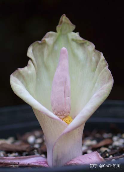 多肉植物全图鉴6：天南星科（Araceae），魔芋属（Amorphophallus） 原始种P-Z及其相关种 - 知乎