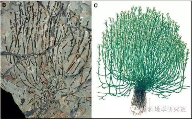 植物在进化史上是如何登陆的？ - 知乎