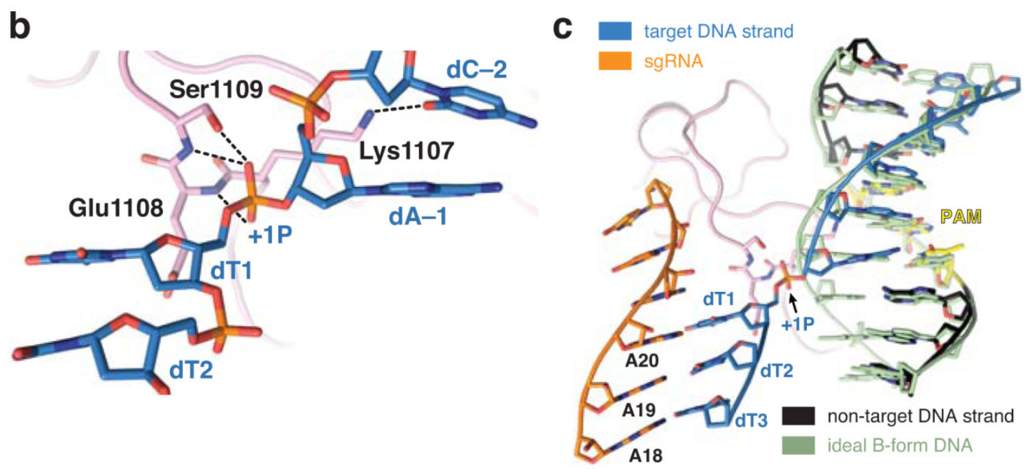 Cas Protein - Cas9蛋白作用机制详解 - 知乎