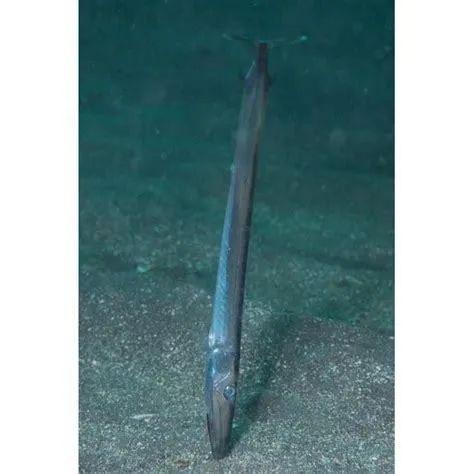 雌雄同体的法老鱼（作者：暮晖熠熠） - 知乎