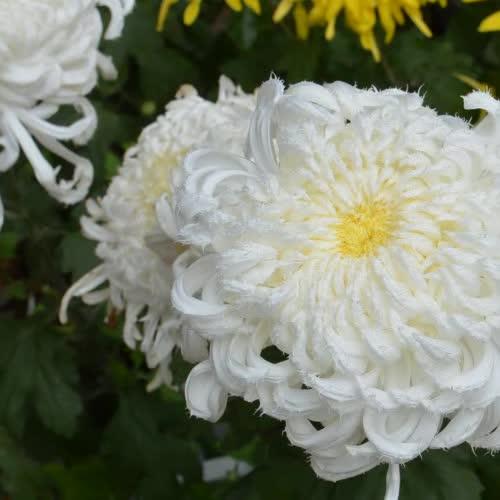 使用moviepy图文生成视频，如何实现图片移动或者缩放的效果？最好能给个代码示例，谢谢！? - 知乎