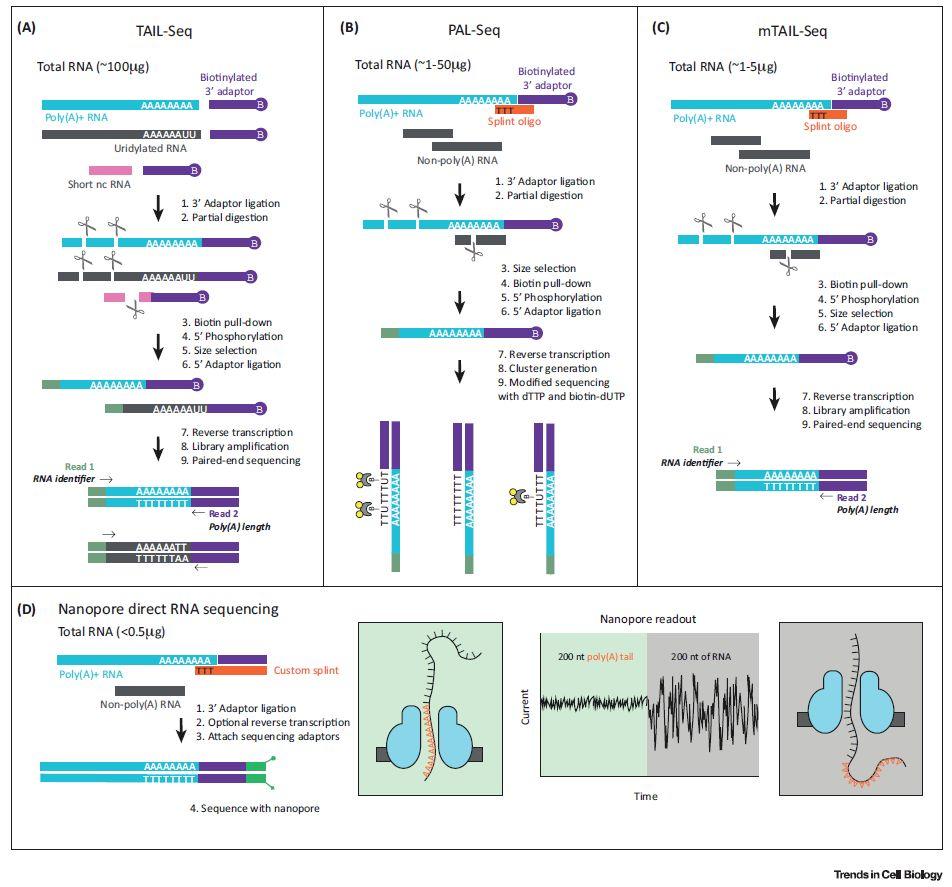 高分案例 | Poly(A)-seq技术有效且高质量解决mRNA尾研究的问题 - 知乎