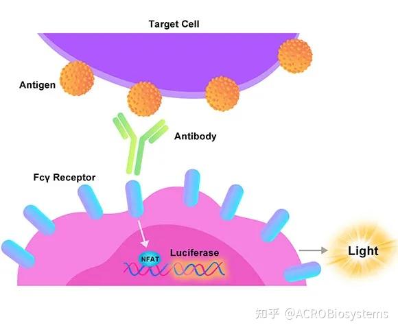 THRB, THRA报告基因细胞株：助力蓝海疾病MASH激动剂开发 - 知乎