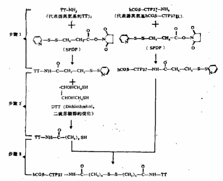 SPDP-MC10-PEIB—CyD/SPDP-RT-二硫吡啶硫酮/SPDP-hCGβ-CTP37 - 知乎