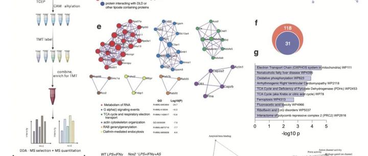 Nature Communications丨丙酮酸脱氢酶在巨噬细胞代谢重编程过程中充当分子内硝酰基发生器 - 知乎