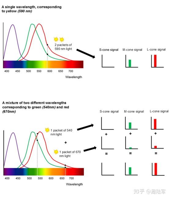 三色视者与四色视者身后的理论基础:色彩原理 - 知乎
