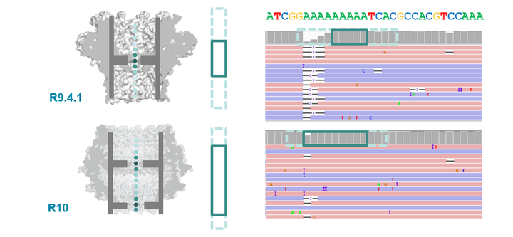 Nanopore-R9和R10芯片对比 - 知乎